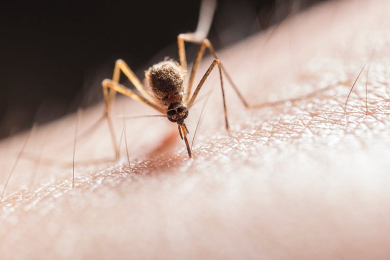 Summer Mosquito Guide | Vogelsang Pest Management