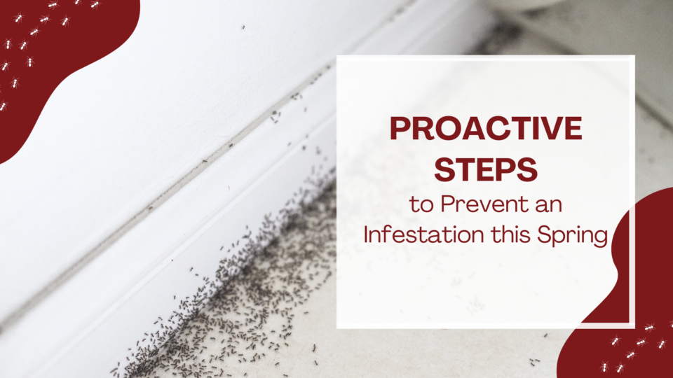 Proactive Steps to Prevent an Infestation this Spring | Vogelsang Pest ...
