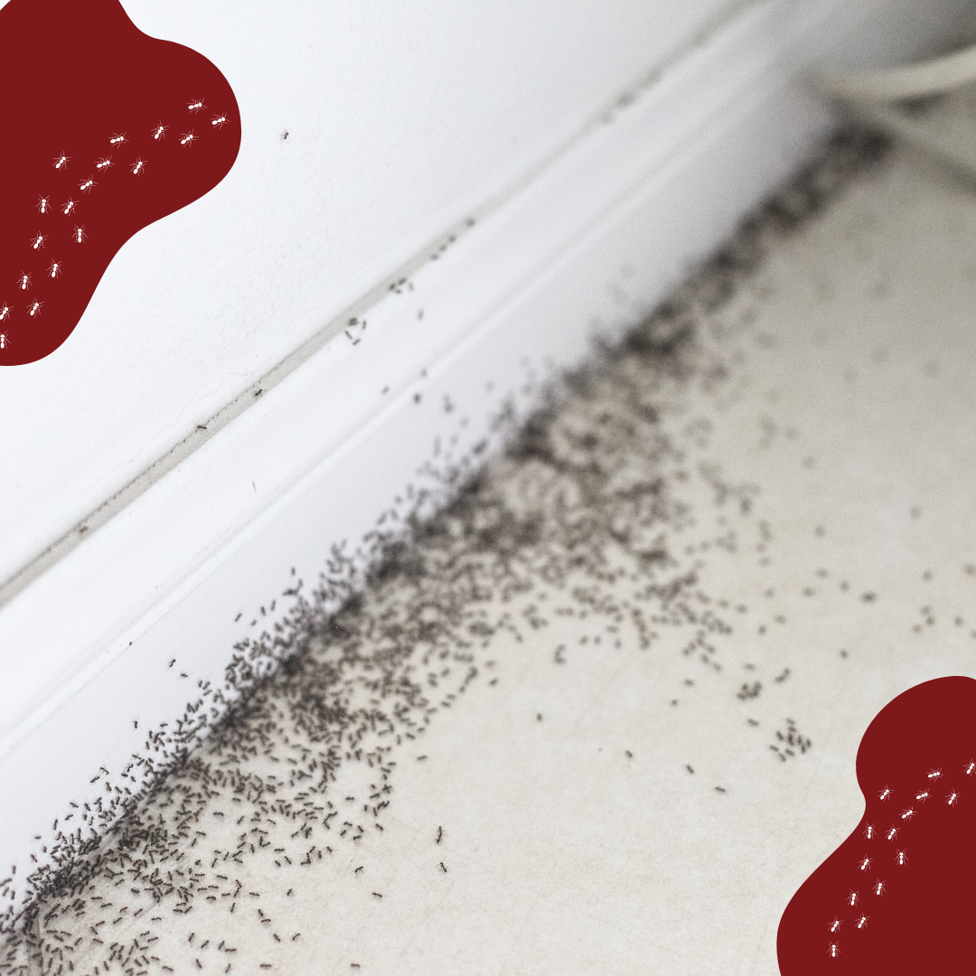 Proactive Steps to Prevent an Infestation this Spring | Vogelsang Pest ...