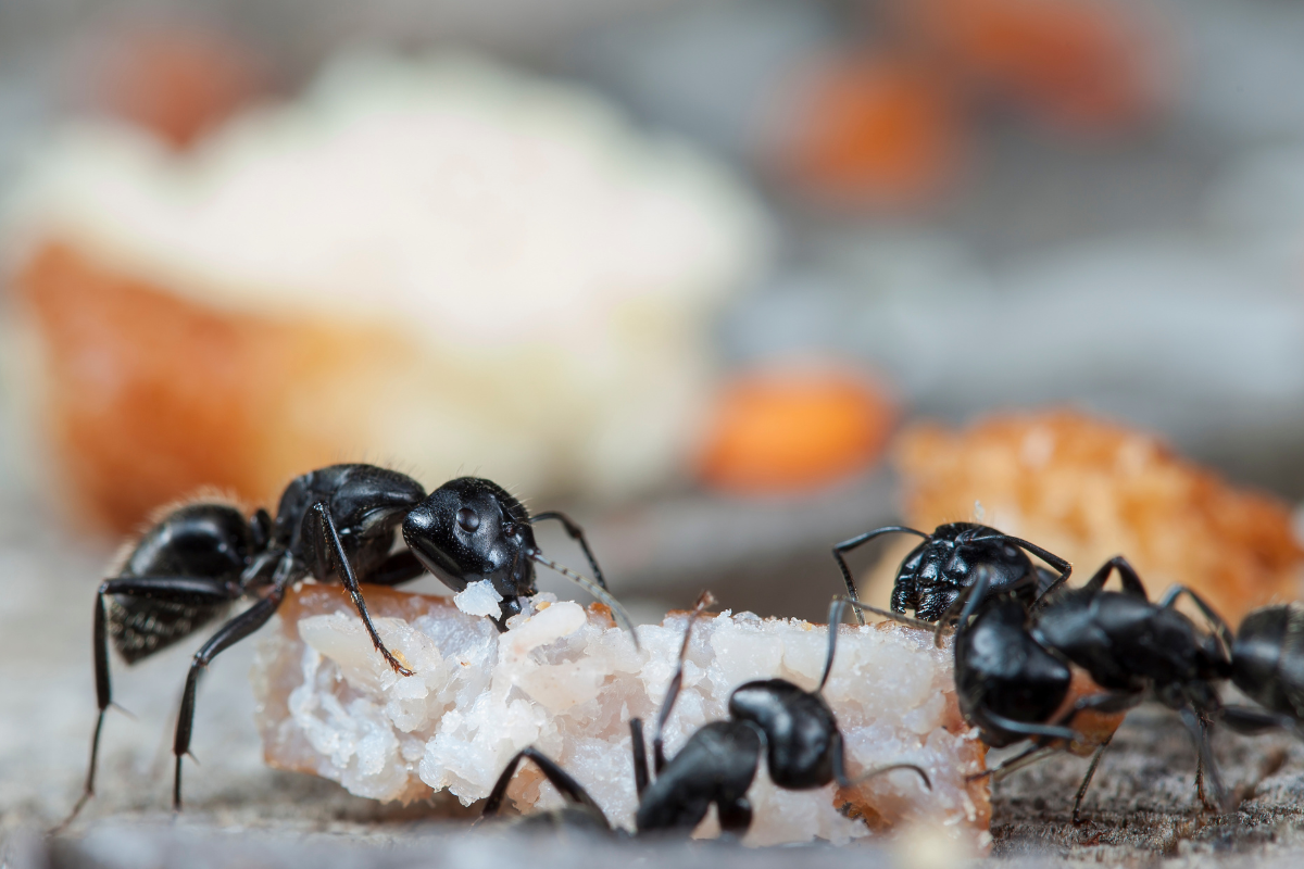 Why Ants Are a Common Household Pest Issue