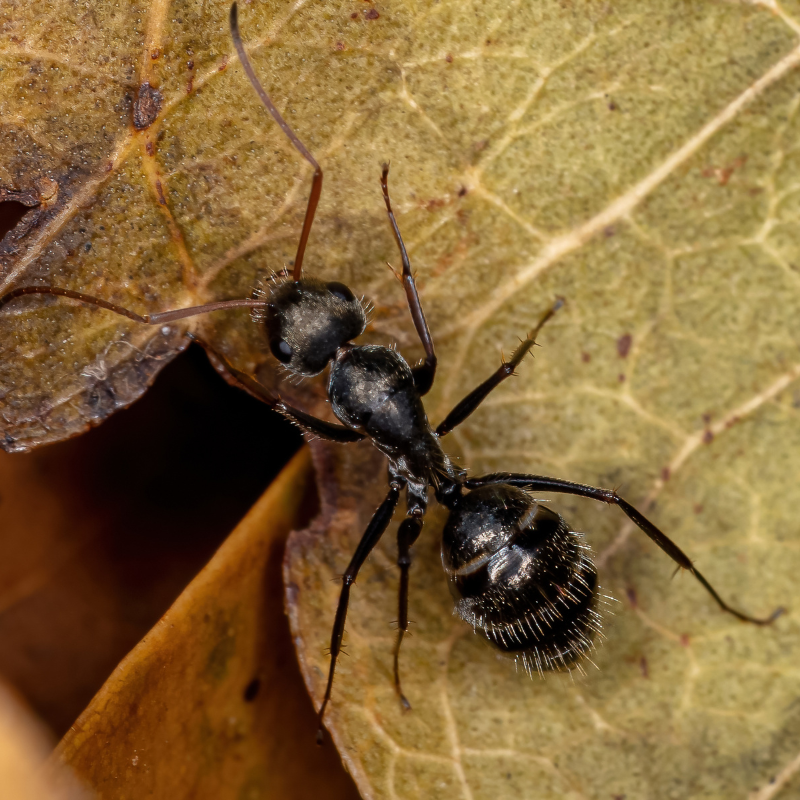 Why Ant Infestations Are Common in Missouri Homes