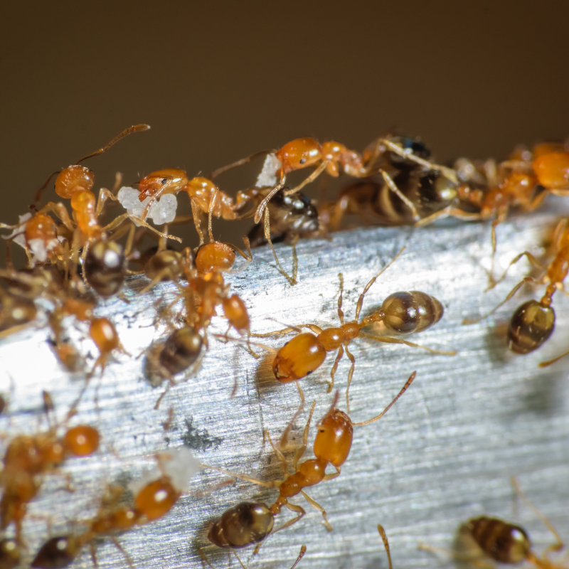 Why Ant Infestations Are Common in Missouri Homes