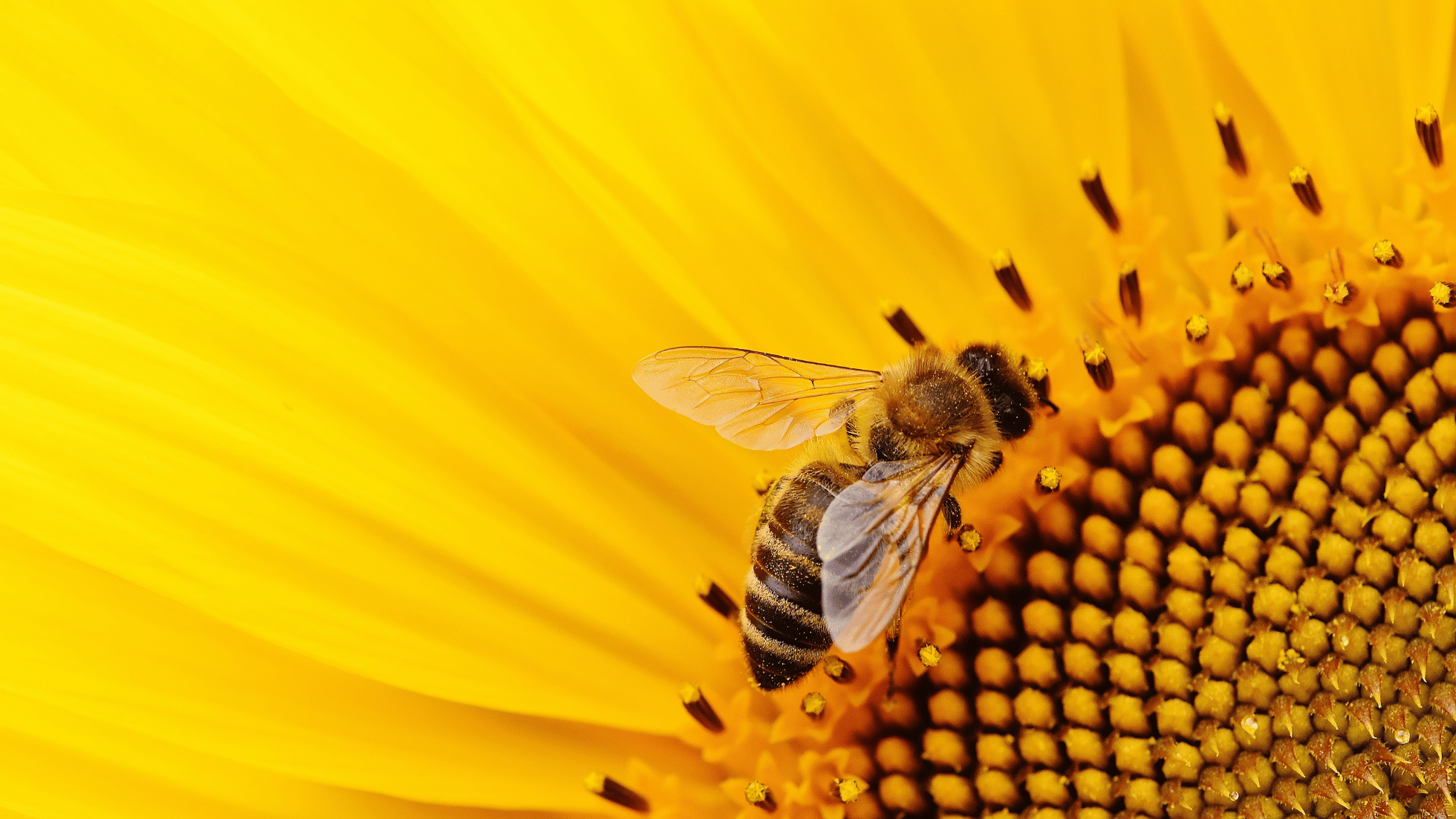 Pests to Be Thankful for in Missouri | Vogelsang Pest Management
