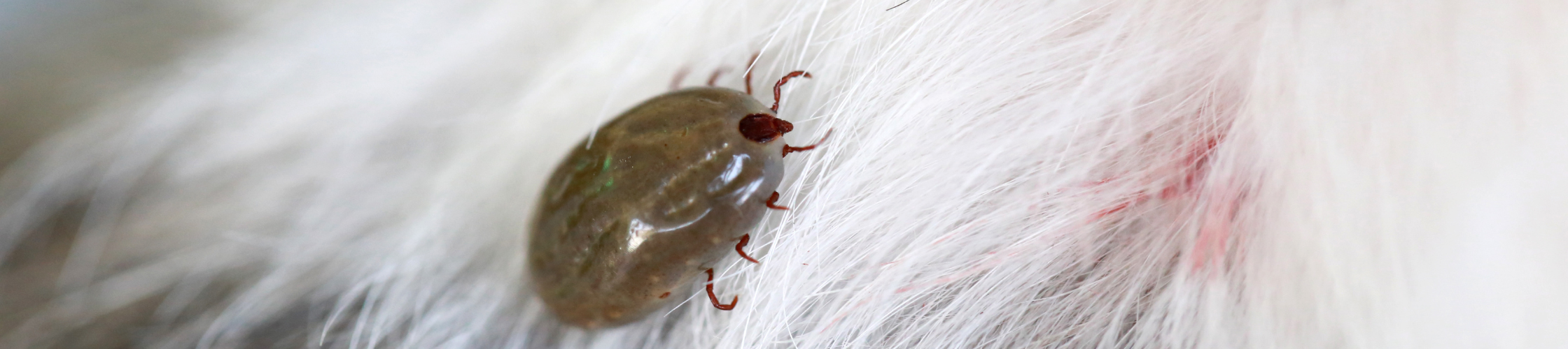 Say Goodbye to Fleas and Ticks... | Vogelsang Pest Management